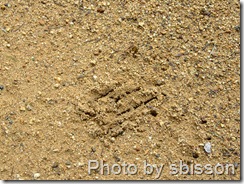 Mountain lion claw marks - aeQas